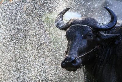 Buffalo Worth Rs 1.5 Lakh For 'best' Wrestler At Women Nationals | Glamsham