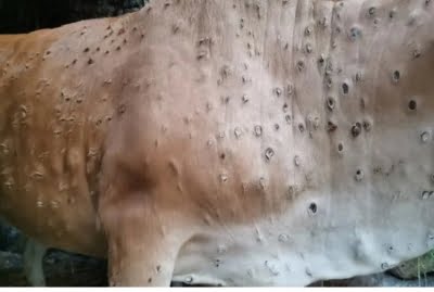 Indigenously Developed Lumpi-ProVac Vax To Tackle Lumpy Skin Disease ...