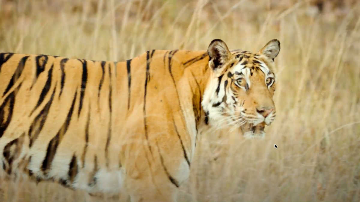 Hombale Films Releases The Captivating Trailer Of 'Project Tiger ...
