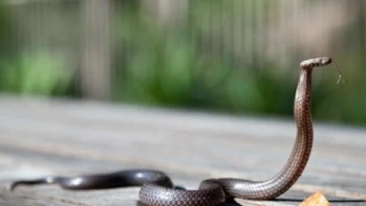 Karnataka Woman Bitten By Snake Dies After 'glucose Treatment' | Glamsham