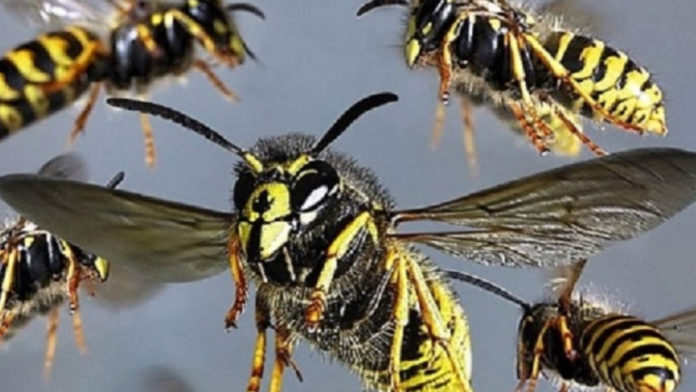 73 Students Hospitalised Following Wasp Attack In Sri Lanka | Glamsham