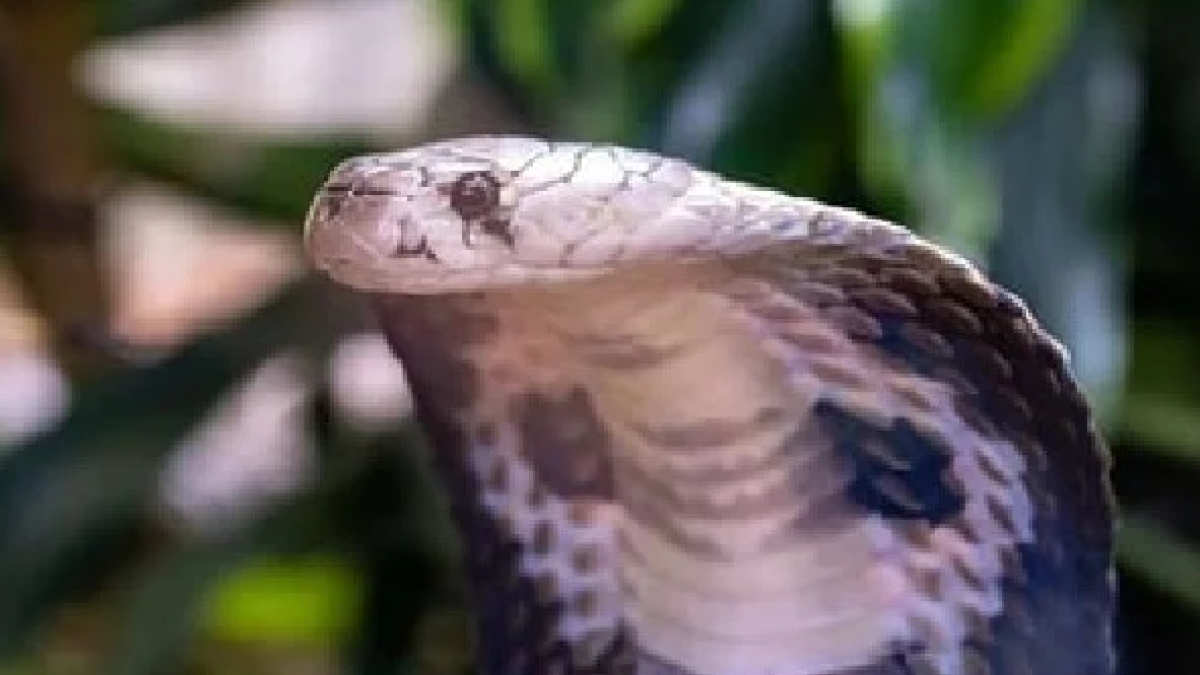 Indian, US Researchers Develop Universal Anti-venom For Lethal Snake ...