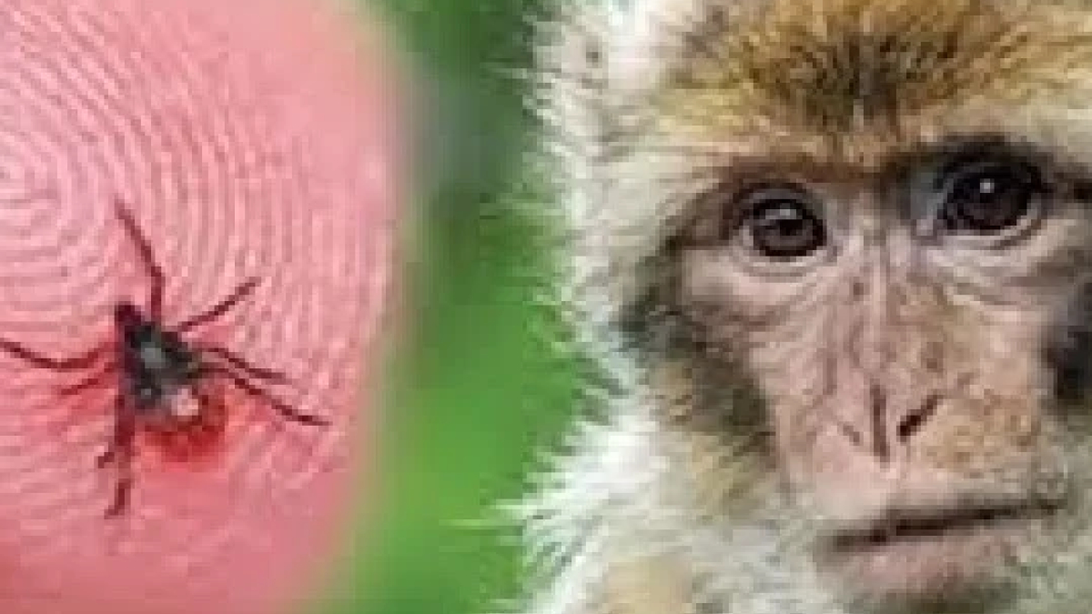 Monkey Fever Spreads In Karnataka, 21 Cases Reported | Glamsham