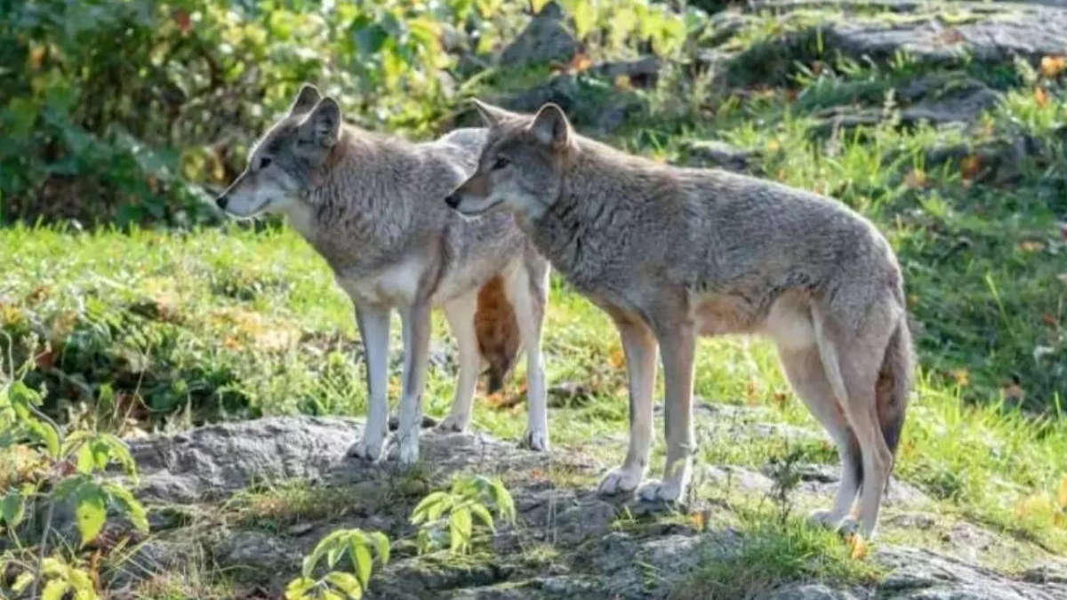 Mutant Chernobyl Wolves Develop Anti-cancer Abilities, May Pave Way For ...