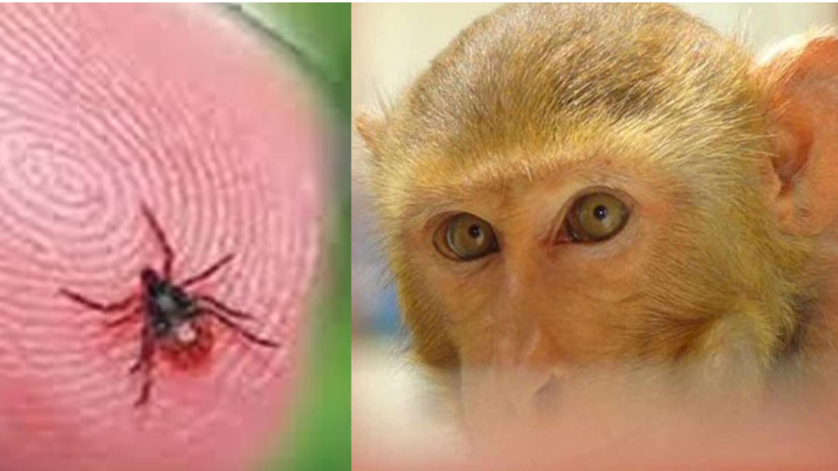 Explained: What Is Monkey Fever That Claimed 2 Lives In Karnataka ...