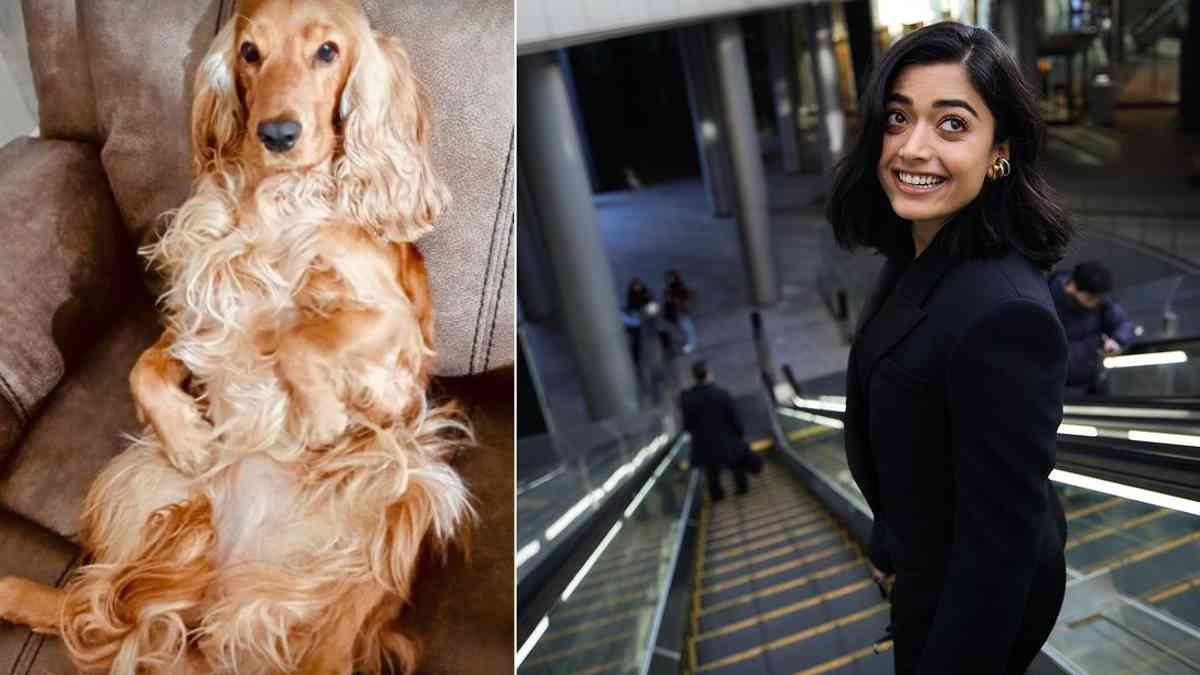 Rashmika Mandanna Shares Update On Her Pet Dog 'Aura': 'She Is Chilling ...